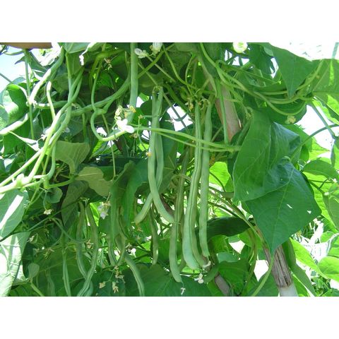 ΦΑΣΟΛΙ ΤΣΑΟΥΛΙ ΑΝΑΡΡΙΧΩΜΕΝΟ MALIBU MANTRA 1Kg - Agroshop Marakis
