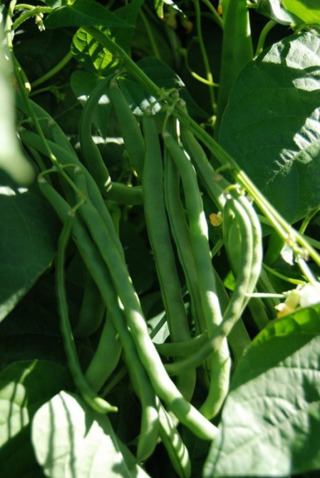 ΦΑΣΟΛΙ ΤΣΑΟΥΛΙ ΑΝΑΡΡΙΧΩΜΕΝΟ MALIBU MANTRA 1Kg - Agroshop Marakis